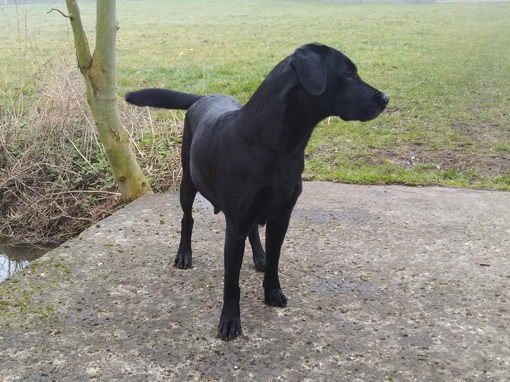 Formel-1 Labrador Retriever til jagt, hundesport og som familiehund